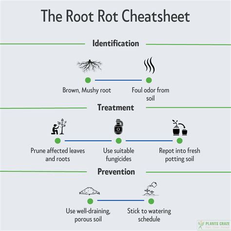 Secret Guide To Treating Root Rot Successfully Plants Craze
