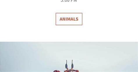 Carcinization Album On Imgur