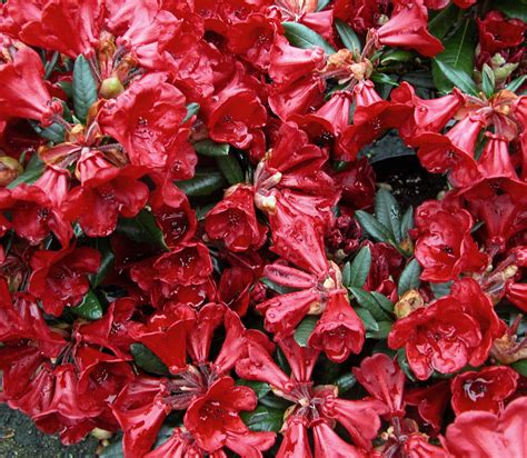 Ruby Hart Rep Rhododendron Rhododendron Medium Growing Hybrids