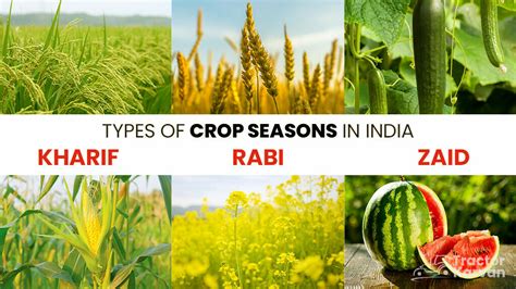 Crop Seasons Types Of Crop Season In India