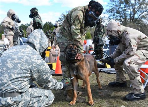 Paw And Order The Elite Training Of Our Vets Caring For Military