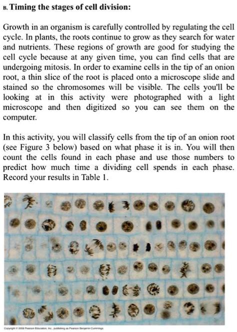 SOLVED Timing The Stages Of Cell Division Growth In An Organism Is Carefully Controlled By