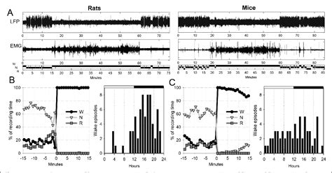 Figure 1 From Dynamics Of Cortical Neuronal Activity After Spontaneous Awakening Semantic Scholar