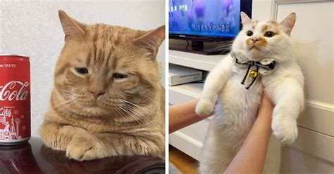 46 Cats Whose Chubbiness Doesnt Take Away From Their Charm Bored Panda