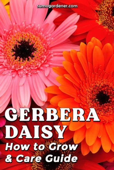 Gerbera Daisy How To Grow And Care Guide Sumo Gardener