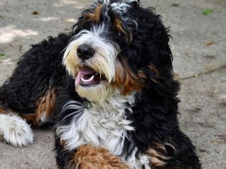 Furnished Vs Unfurnished Bernedoodles Key Differences Explained