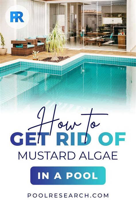 How To Get Rid Of Mustard Algae In A Pool Artofit