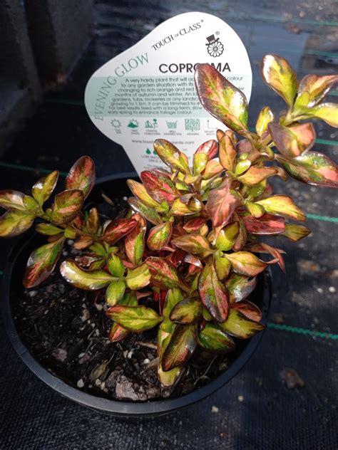 Coprosma Evening Glow In 140mm Pot Canberra Nursery And Garden Centre