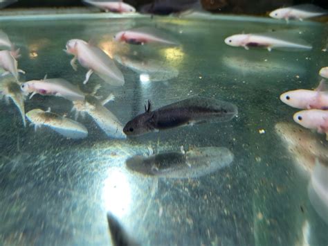 우파루파 분양 아홀로틀 분양 경남 김해 파충류 양서류 분양 전문 마린렙타일 본점 네이버 블로그