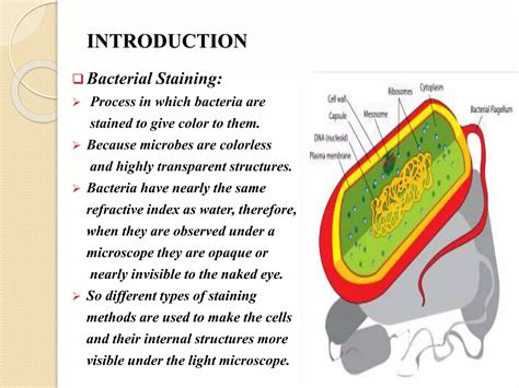 A Presentaion On Bacterial Staining Ppt