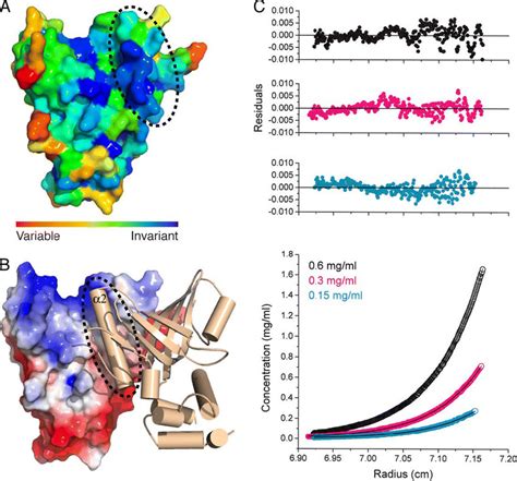 Structural And Biophysical Evidence For Cdc13n Dimerization A