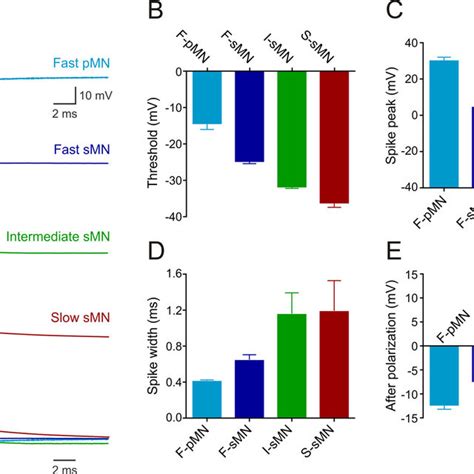 Action Potential Waveform Properties In The Different Mn Pools A The