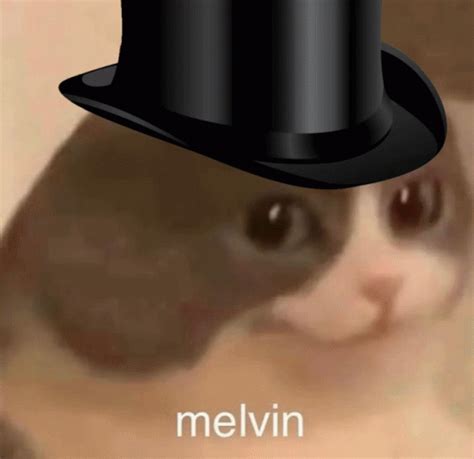 Melvin Meme Melvin Descubre Y Comparte 