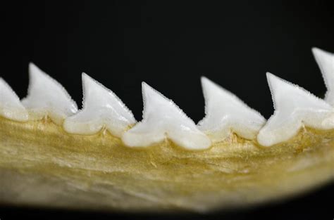 Shark Teeth Virginia Living Museum