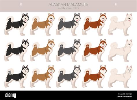 Alaskan Malamute All Colours Clipart Different Coat Colors And Poses