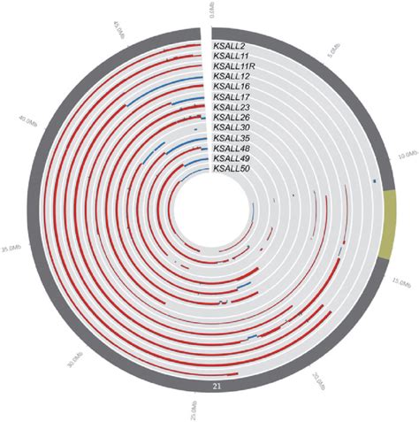 Circos Plot Showing Copy Number Data On Chromosome 21 For Iamp21 White