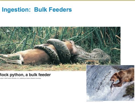 Ch 33 Bio 191 Exam 3 Flashcards Quizlet