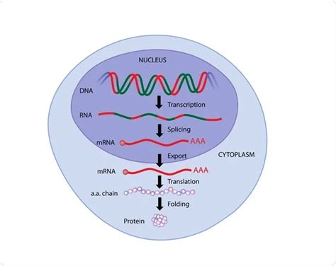 A Guide To Understanding Gene Expression