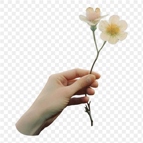 Download Free Png Of Png Hand Holding A Flower In Front Of Hills