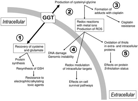 Gamma Glutamyltransferase Of Cancer Cells At The Crossroads Of Tumor
