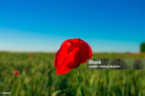 와일드 필드의 꽃 붉은 양 귀 비 꽃 아름 다운 필드 붉은 양 귀 비 선택적 초점입니다 부드러운 빛입니다 토닝 0명에 대한 스톡 사진 및 기타 이미지 Istock