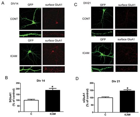 Soluble Icam 5 Affects An Increase In Glua1 Surface Staining Along Download Scientific Diagram