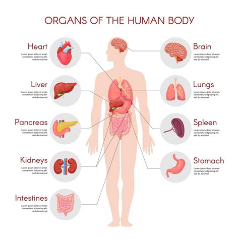 Male Body Organs Diagram