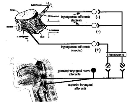 The Glossopharyngeal Hypoglossal Reflex Electrical Stimulation Of The