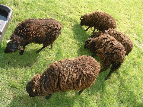 Ouessant Race Ovine — Wikipédia