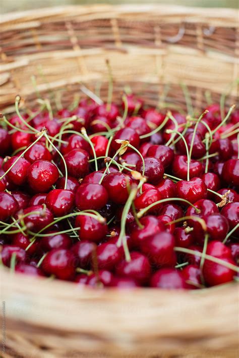 Sweet Cherries By Stocksy Contributor Mauro Grigollo Stocksy