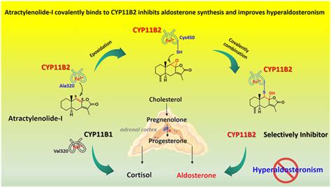 Atractylenolide I Covalently Binds To Cyp11b2 Selectively Inhibits