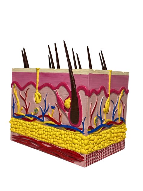 Будова шкіри людини