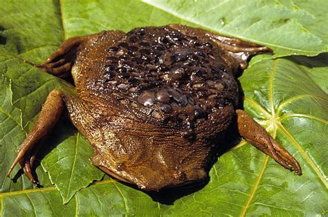 Surinam Toad Examining The Distinct Reproduction Process