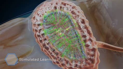 Stem Cells And Adult Neurogenesis Youtube