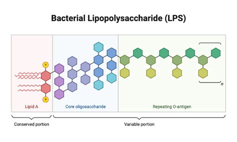 Bacterial Lipopolysaccharide Lps Biorender Science Templates