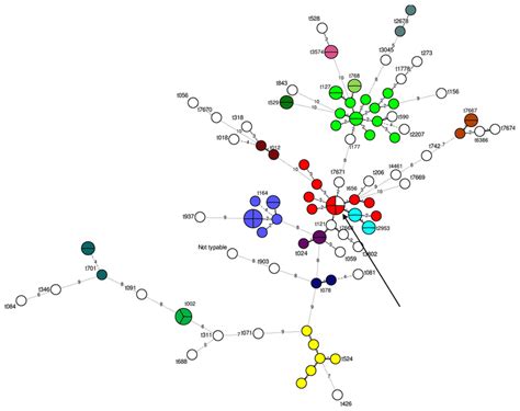 Minimum Spanning Tree Of Spa Types According To The Multiple Locus