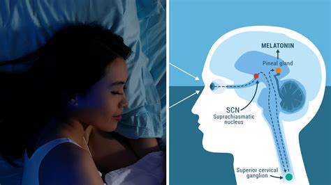 Circadian Rhythm And Longevity Why Sleep Timing Matters