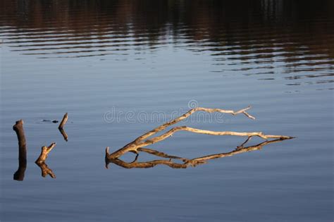A Tree Branch Floating In A Lake Next To A Log Stock Image Image Of Nature Sunlight 298417821