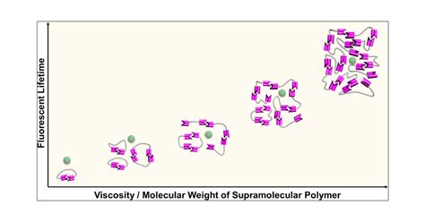 Fluorescence Lifetime Based Characterization For Supramolecular Polymer