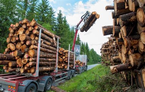 Learn How Timber Is Processed Ecochoice