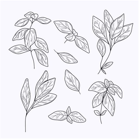 Hand Drawn Basil Outline Illustration Free Vector
