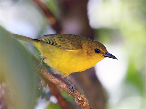 Black And Yellow Tanager Ebird