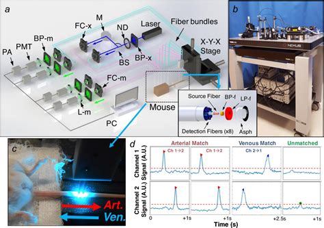 Figure 2 1 From In Vivo Flow Cytometry System For Detecting Circulating