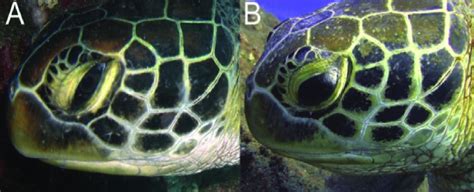 Exemple D Une Jeune Tortue Verte Revue Ans D Intervalle Carpentier Download Scientific