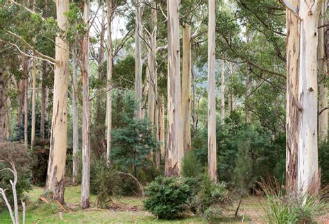 Buy Gum Trees Online Native Eucalyptus Varieties For Australian