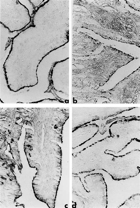 Light Microscope Immunocytochemical Localization Of Pna Lectin In Pig