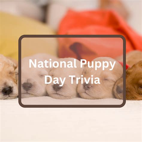 81 Authentic American Flag Day Trivia Questions