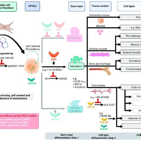 Current And Future Development Of Ipsc Based Technology In Bmp Rare