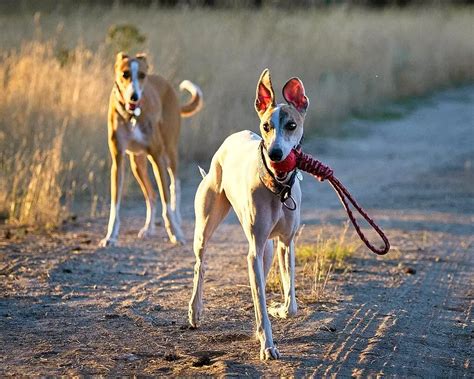 Whippet Facts Useful Info WhippetCentral