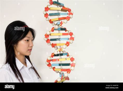 Female Babe Examining A DNA Model Stock Photo Alamy